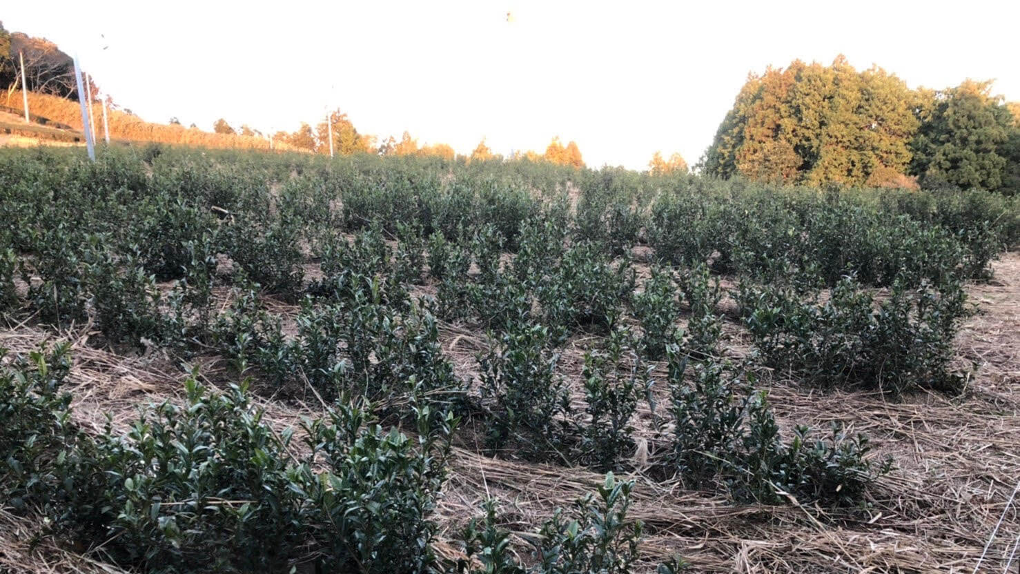 Winter Tea Plantation – Hattori Tea Farm